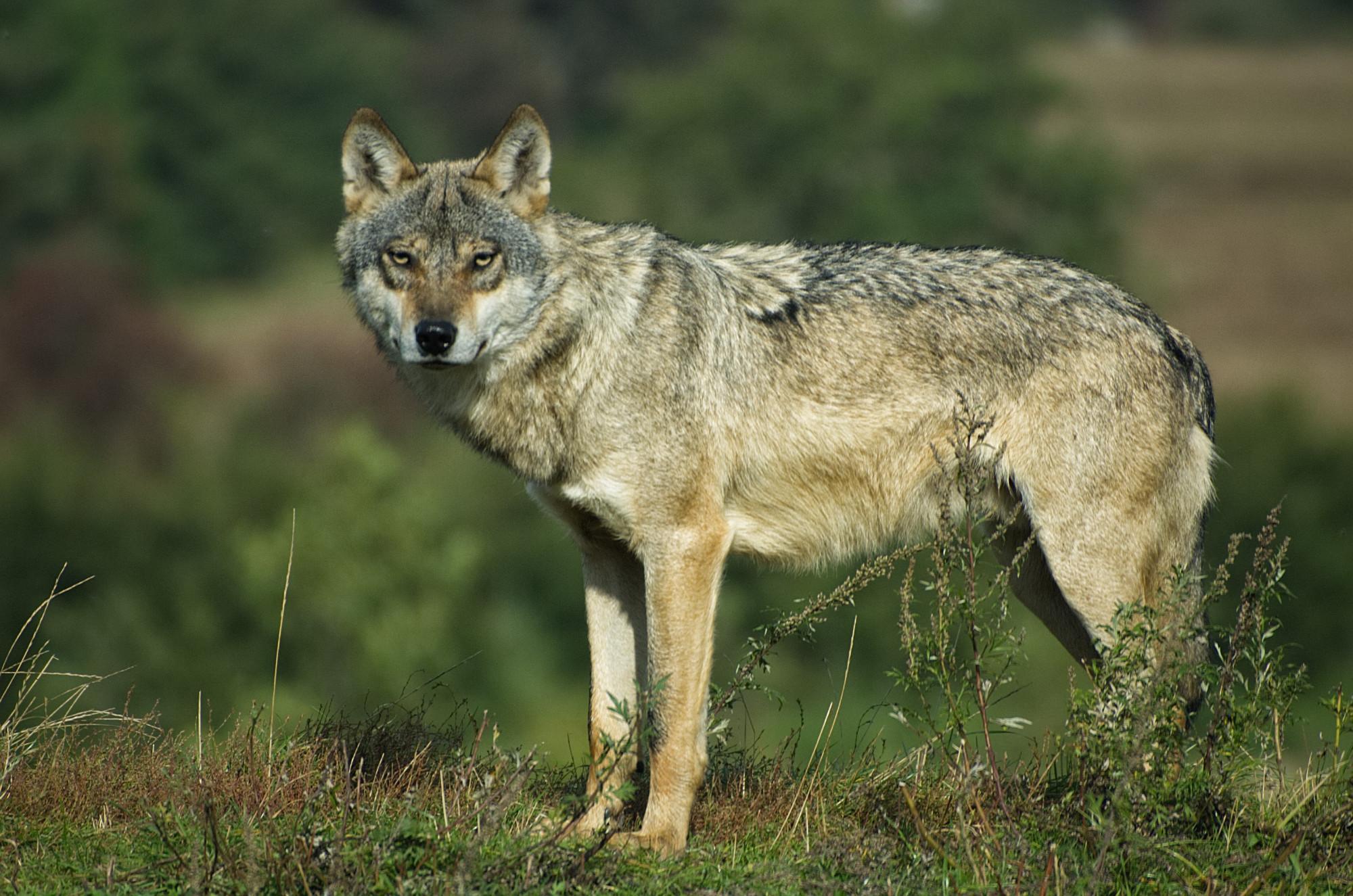 How Often Do Wolves Attack Humans?