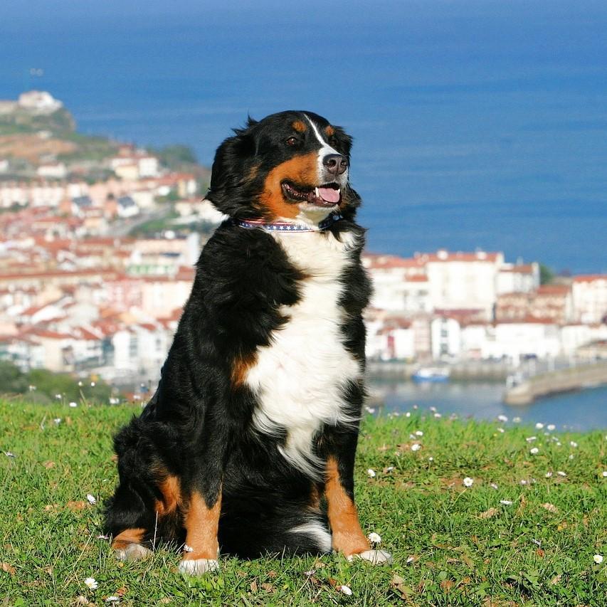 Basque Names for Dogs