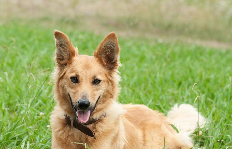 Basque Names for Dogs