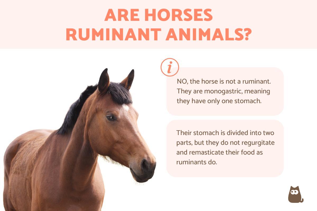 Are Horses Ruminant Animals? - Horse Digestive System Explained