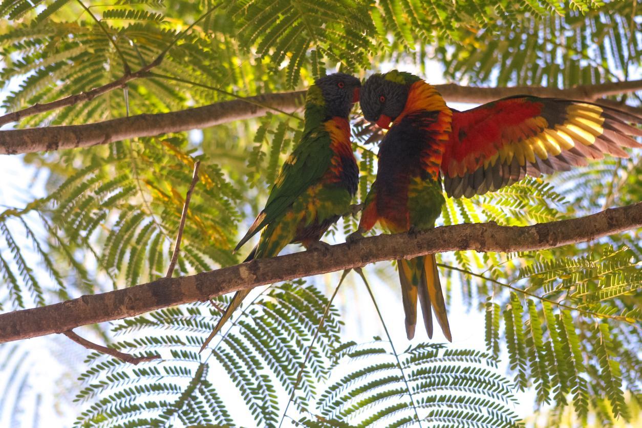 The Reproductive Process Of Parrots Courtship Mating And Breeding