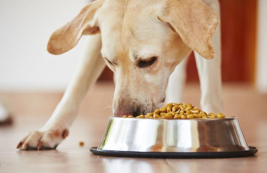 Perineal Hernia in Dogs - Symptoms, Causes, Diagnosis, Treatment