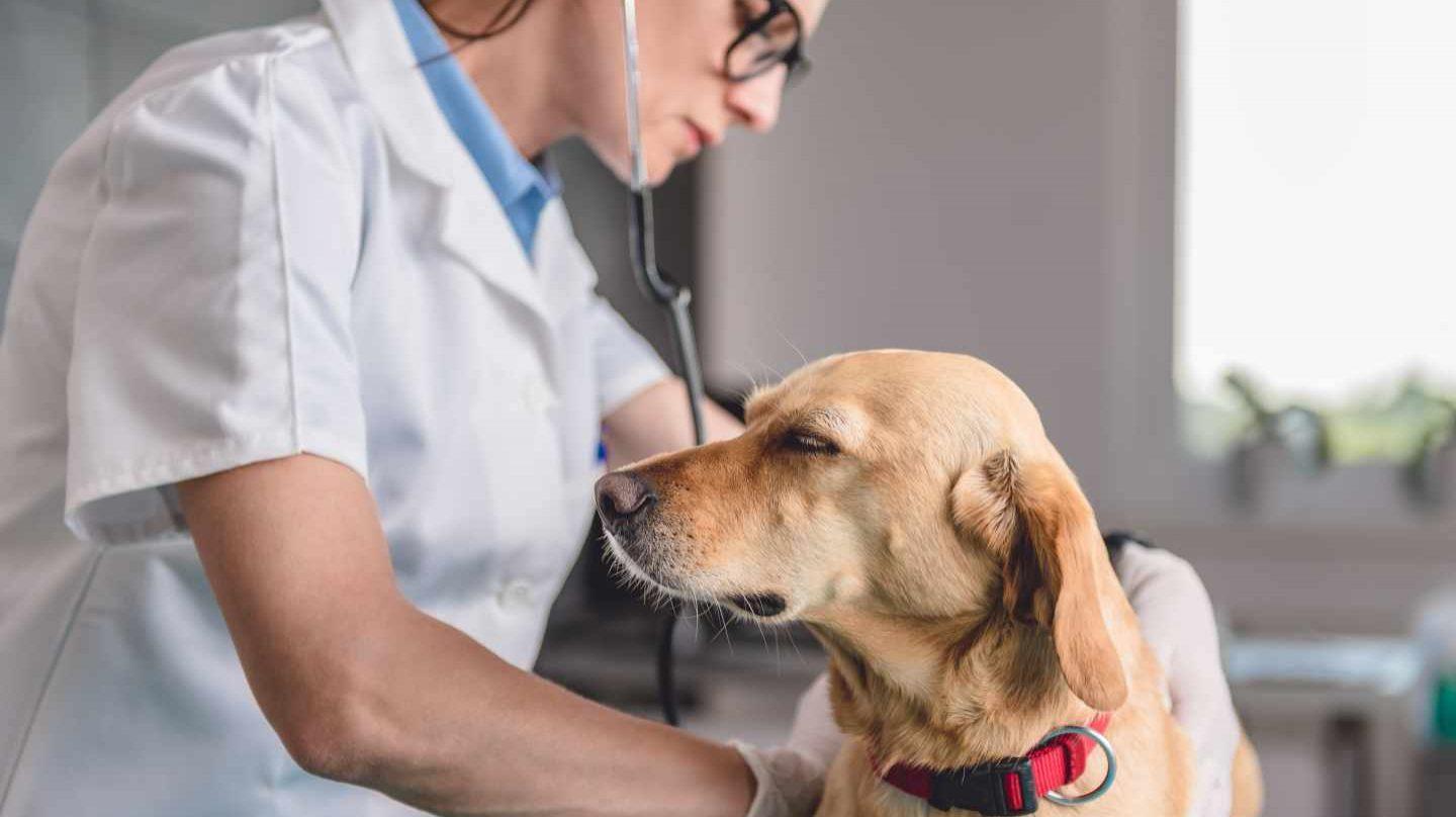 Perineal Hernia in Dogs - Symptoms, Causes, Diagnosis, Treatment