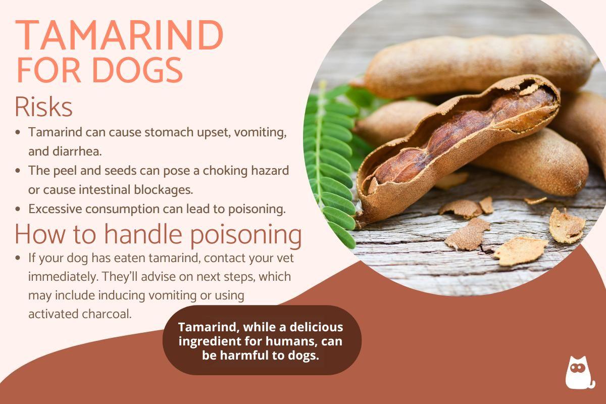 Is Tamarind Safe for Dogs to Eat? - Understanding Tamarind Poisoning in ...