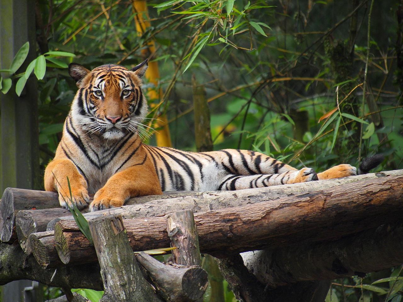 Types of Tigers Around the World: Tiger Subspecies