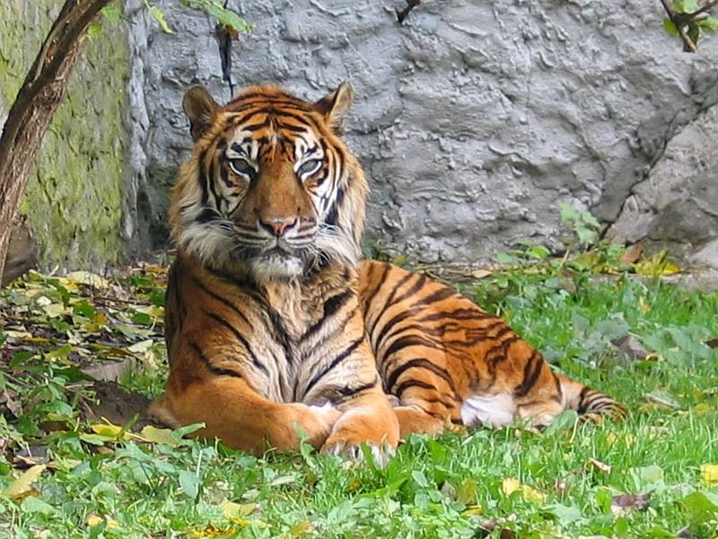 Types of Tigers Around the World: Tiger Subspecies