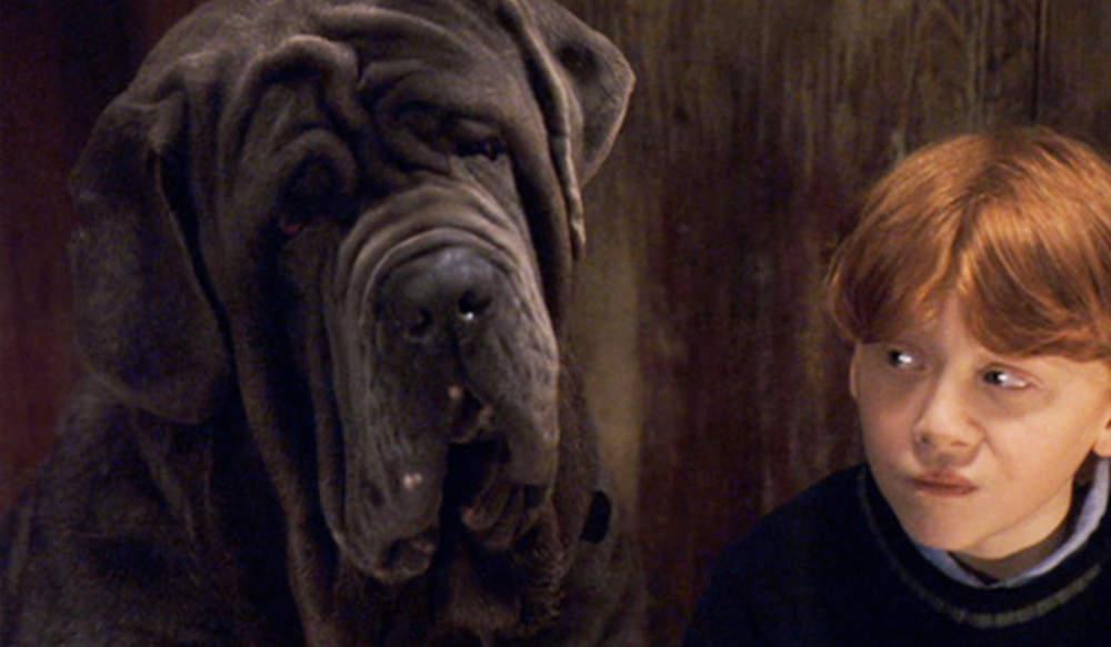 Top 10 Animals in Harry Potter 🐉 - List of Harry Potter Magical Creatures
