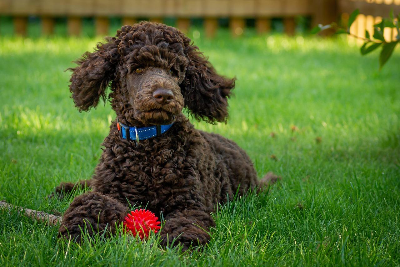 15+ Brown Dog Breeds - Large and Small Brown Dogs With Photos