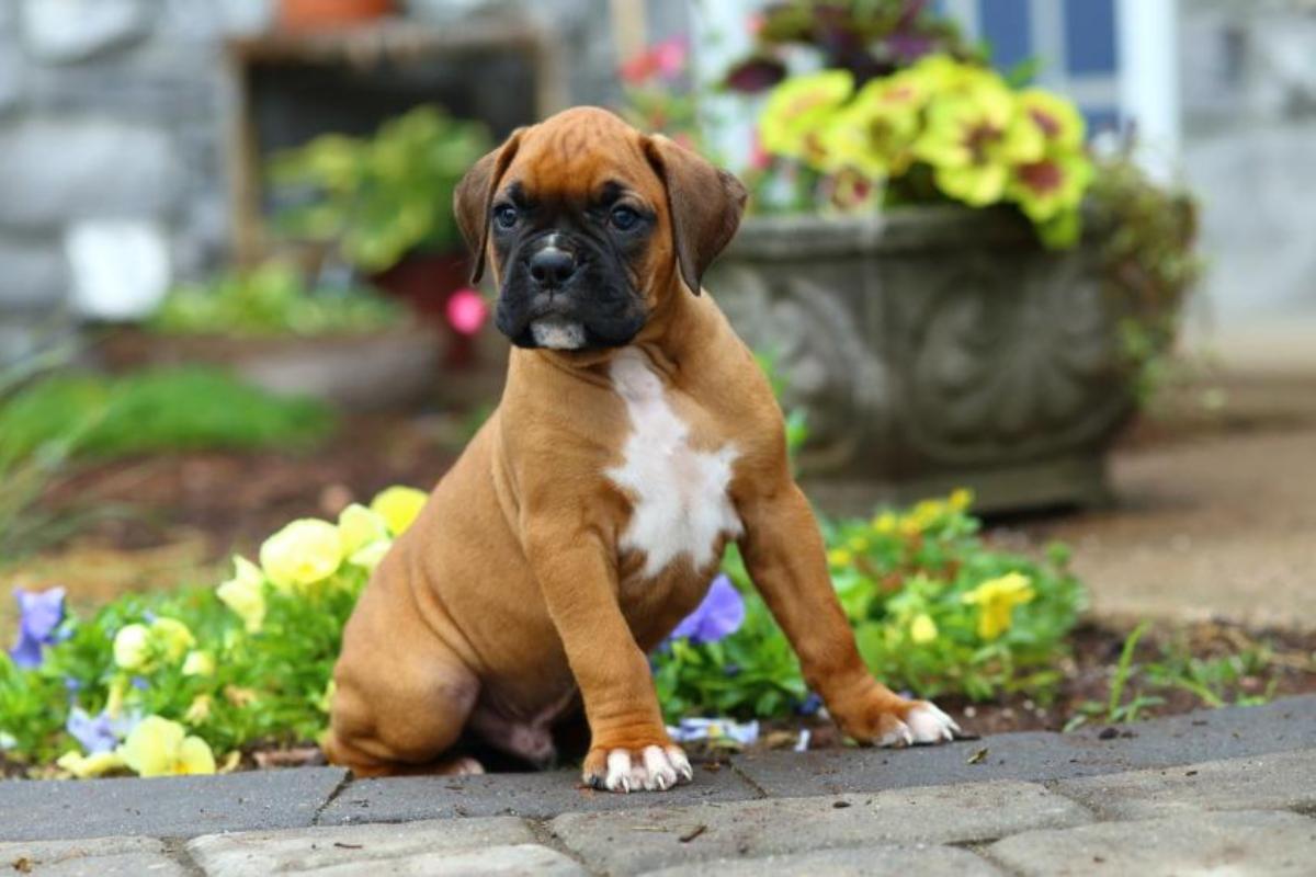 15+ Brown Dog Breeds - Large and Small Brown Dogs With Photos