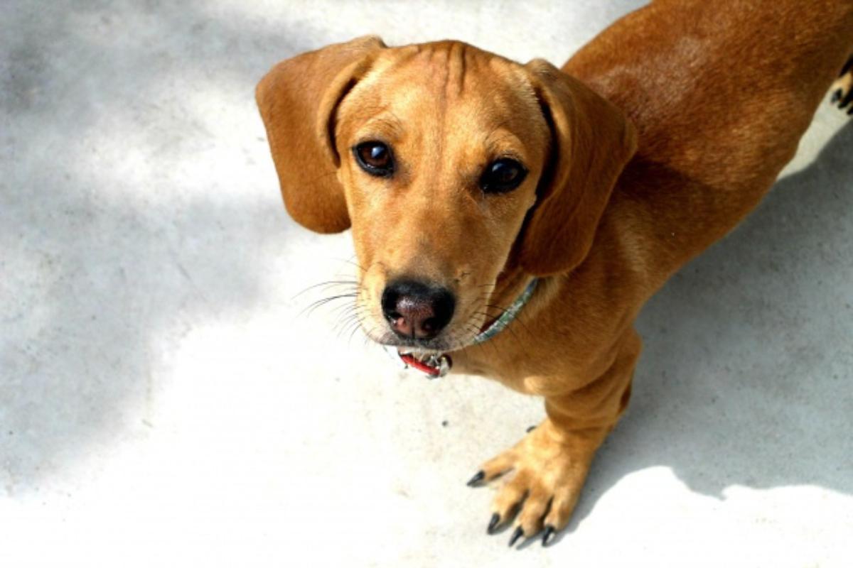 15+ Brown Dog Breeds - Large and Small Brown Dogs With Photos