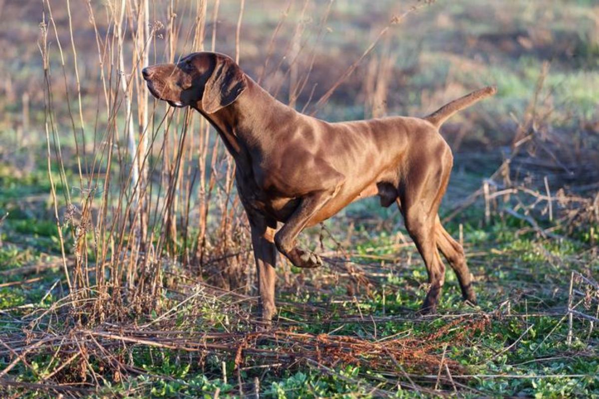 15+ Brown Dog Breeds - Large and Small Brown Dogs With Photos