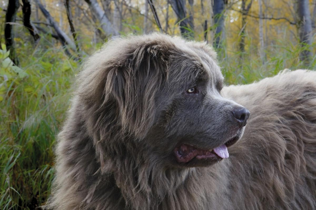 15+ Brown Dog Breeds - Large and Small Brown Dogs With Photos