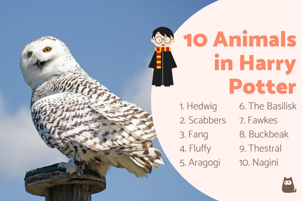 Top 10 Animals in Harry Potter 🐉 - List of Harry Potter Magical Creatures