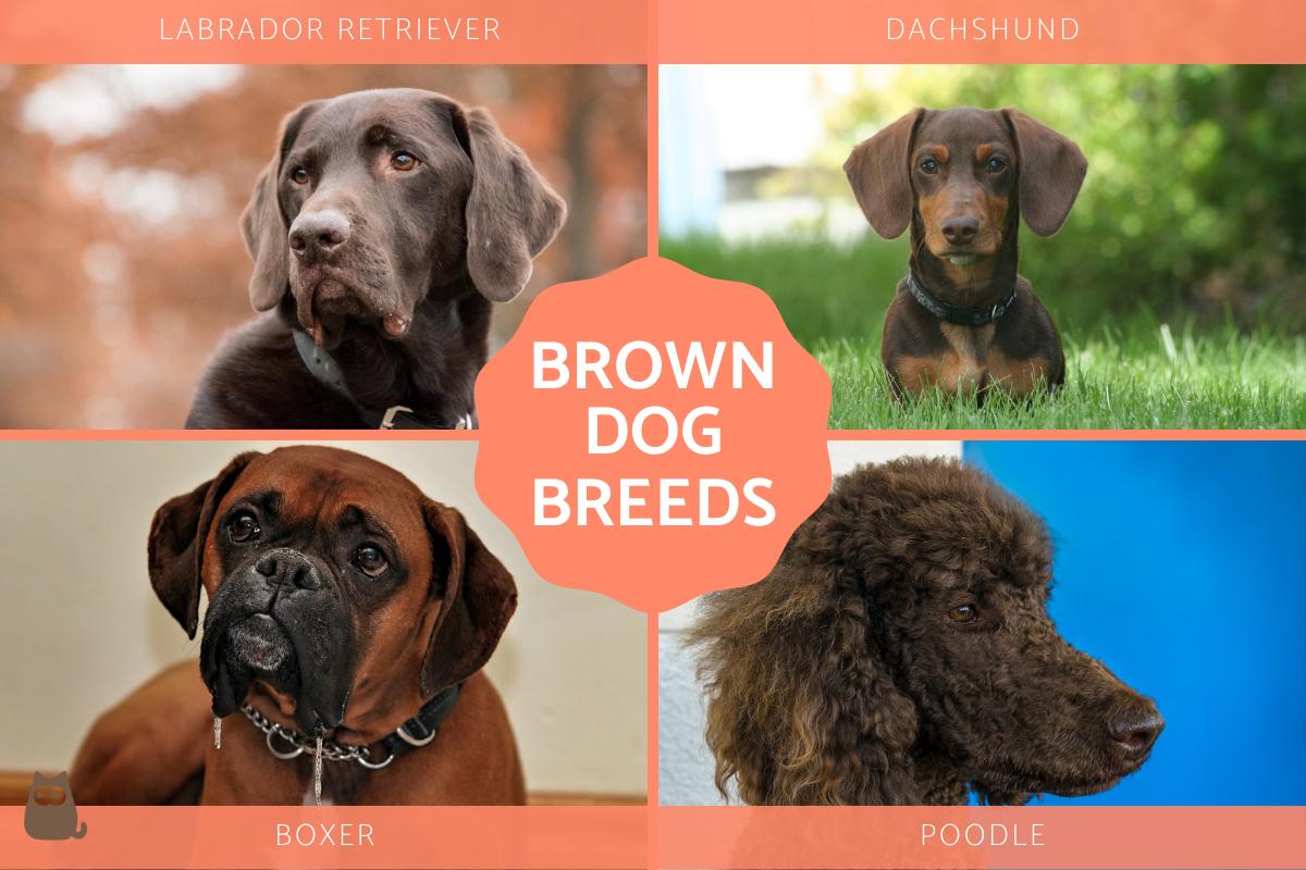 15+ Brown Dog Breeds - Large and Small Brown Dogs With Photos