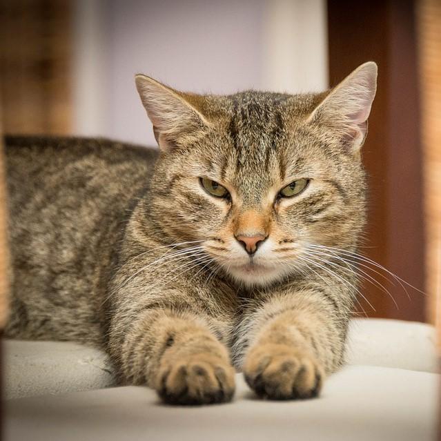 Hepatitis in Cats - Causes, Symptoms and Treatment