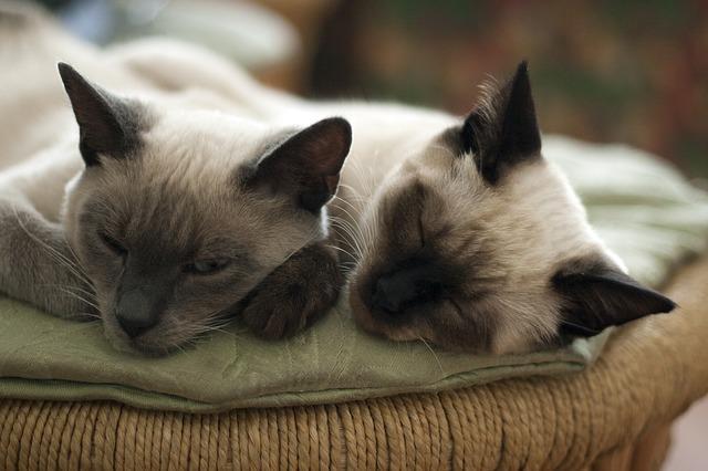 Hepatitis in Cats - Causes, Symptoms and Treatment