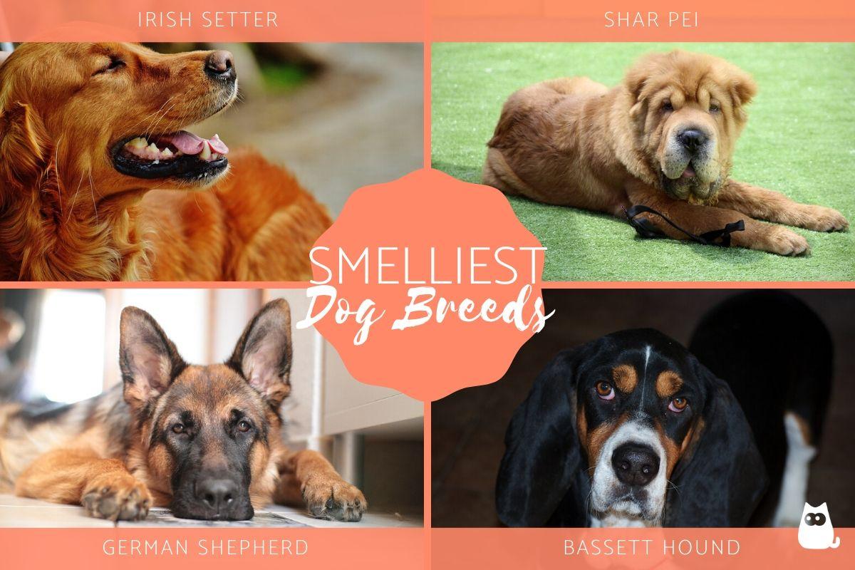 10 Dog Breeds That Smell the Most - With Pictures