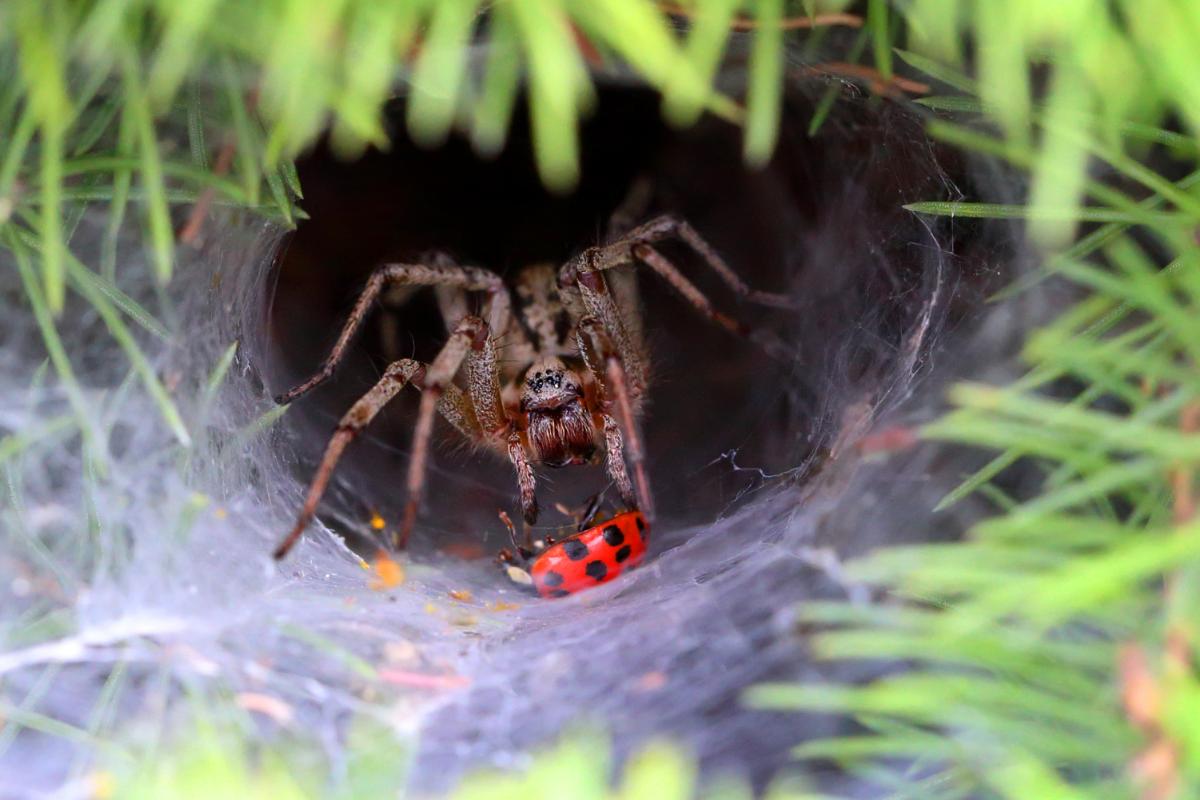 What Do Tarantulas Eat in the Wild & Captivity? - Diet Guide & Feeding ...