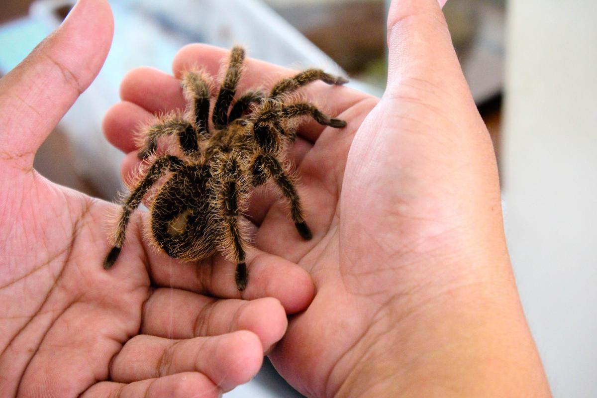 What Do Tarantulas Eat in the Wild & Captivity? - Diet Guide & Feeding ...