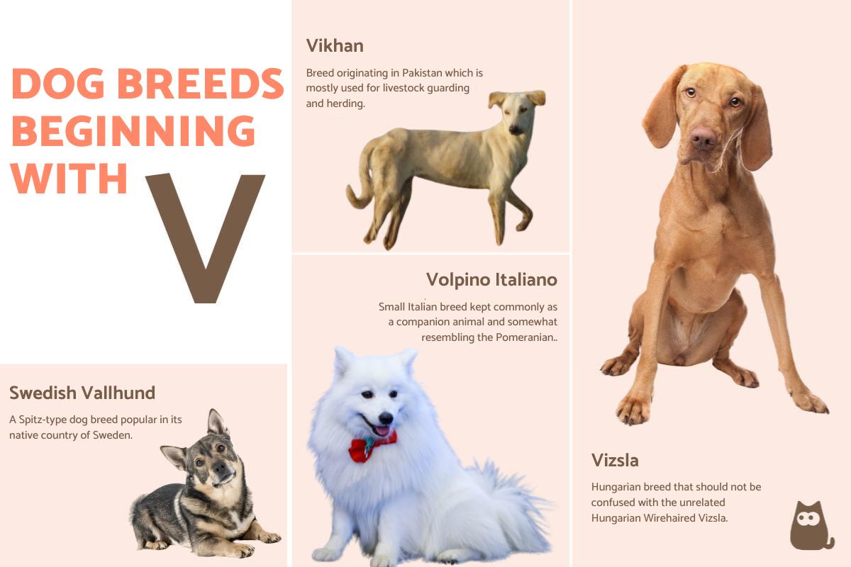 Dog Breeds Beginning With V - With Photos