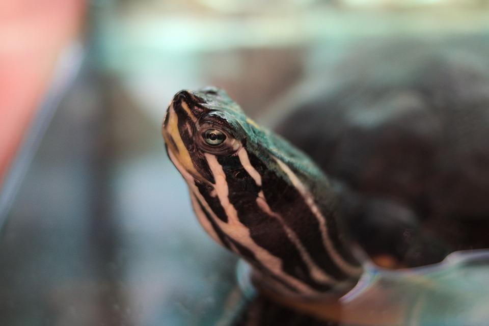 Common Diseases of Turtles and Tortoises
