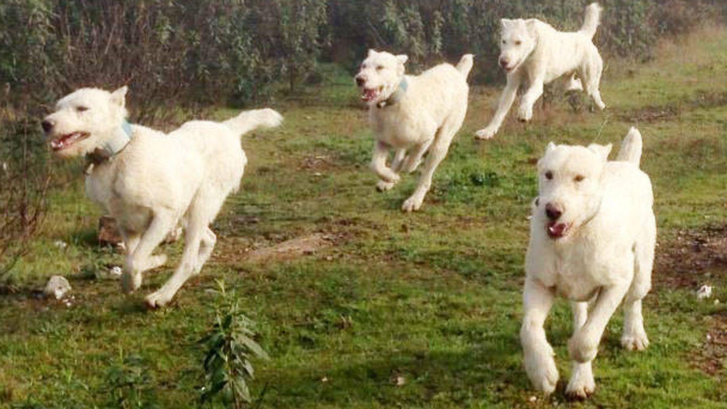 Dog Breeds Beginning With V - With Photos