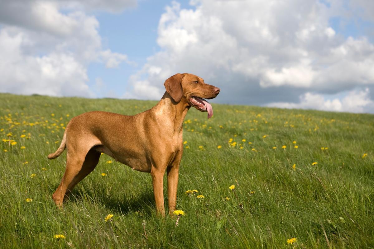 Dog Breeds Beginning With V - With Photos
