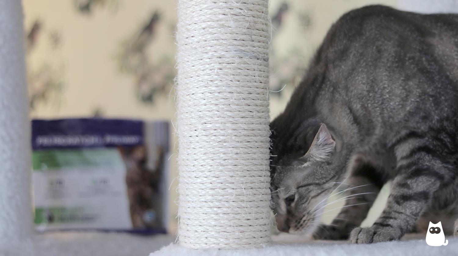 How To Stop Your Cat From Clawing You - Tips to Prevent Cat Scratching