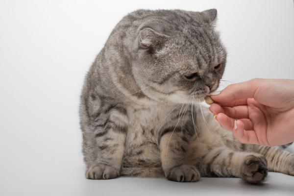 Enteritis in Cats - Symptoms, Treatment and Prevention