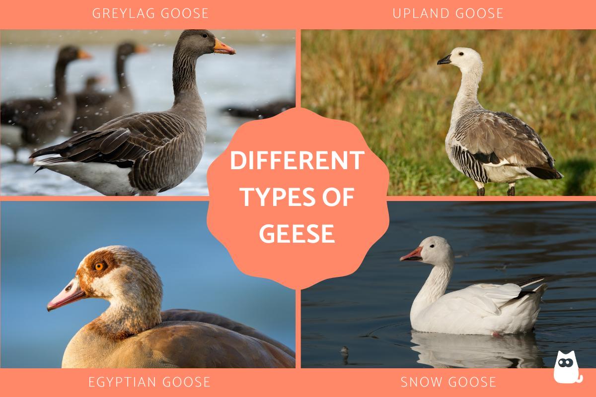50+ Different Types of Geese - True Geese and Domestic Breeds