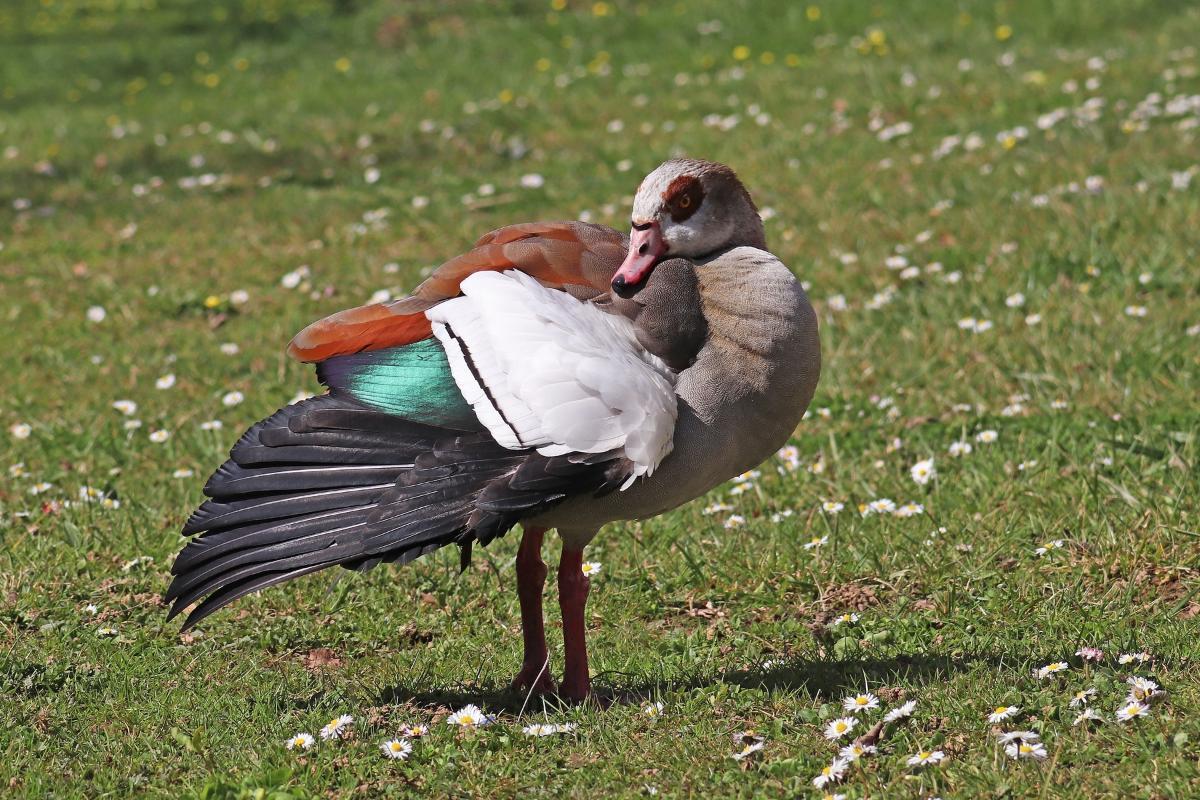 50+ Different Types of Geese - True Geese and Domestic Breeds