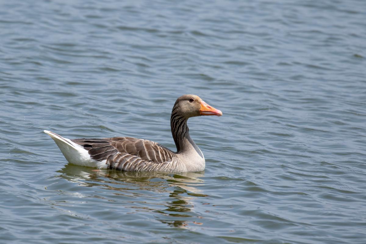 50+ Different Types of Geese - True Geese and Domestic Breeds