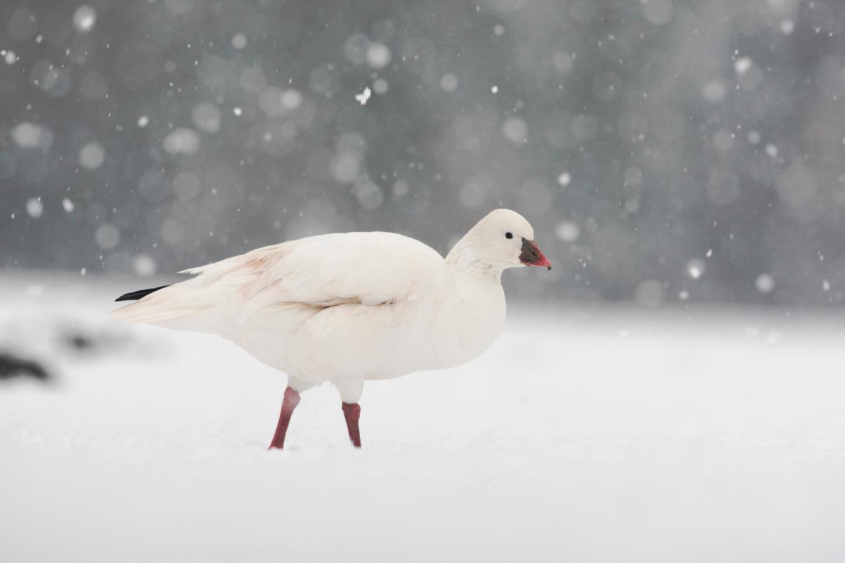 50+ Different Types of Geese - True Geese and Domestic Breeds