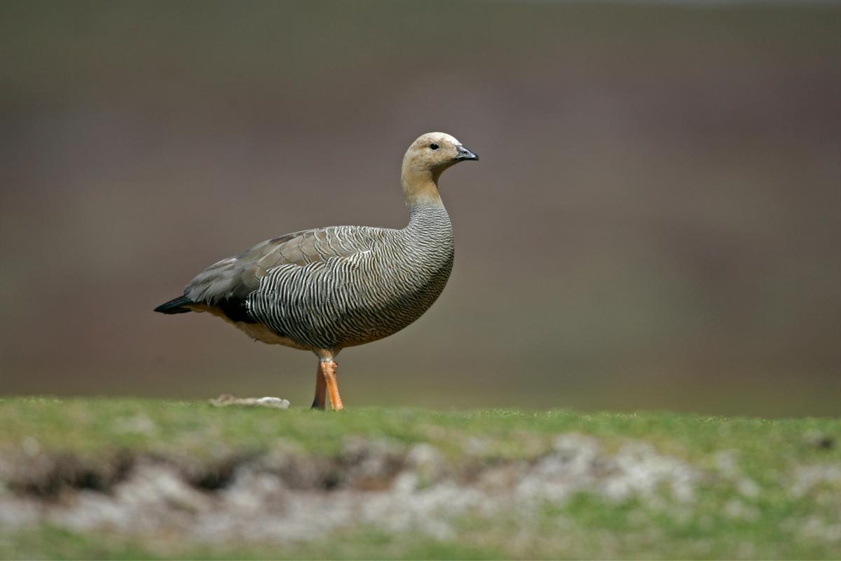 50+ Different Types of Geese - True Geese and Domestic Breeds