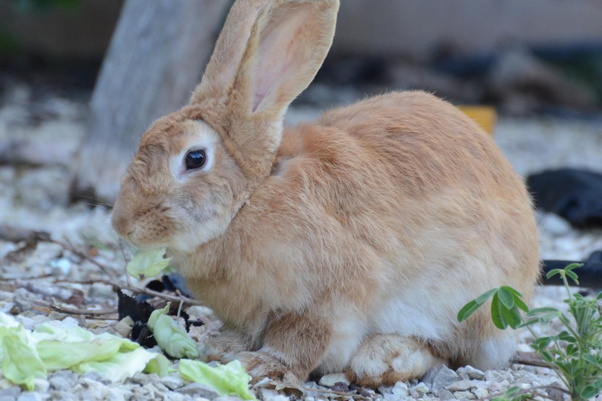 Why Do Rabbits Pull Their Fur Out? - 7 Reasons Explained