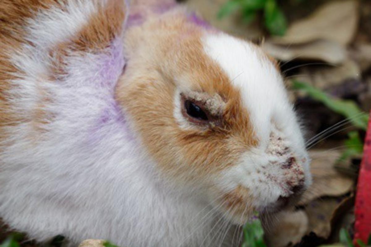 Why Do Rabbits Pull Their Fur Out? - 7 Reasons Explained