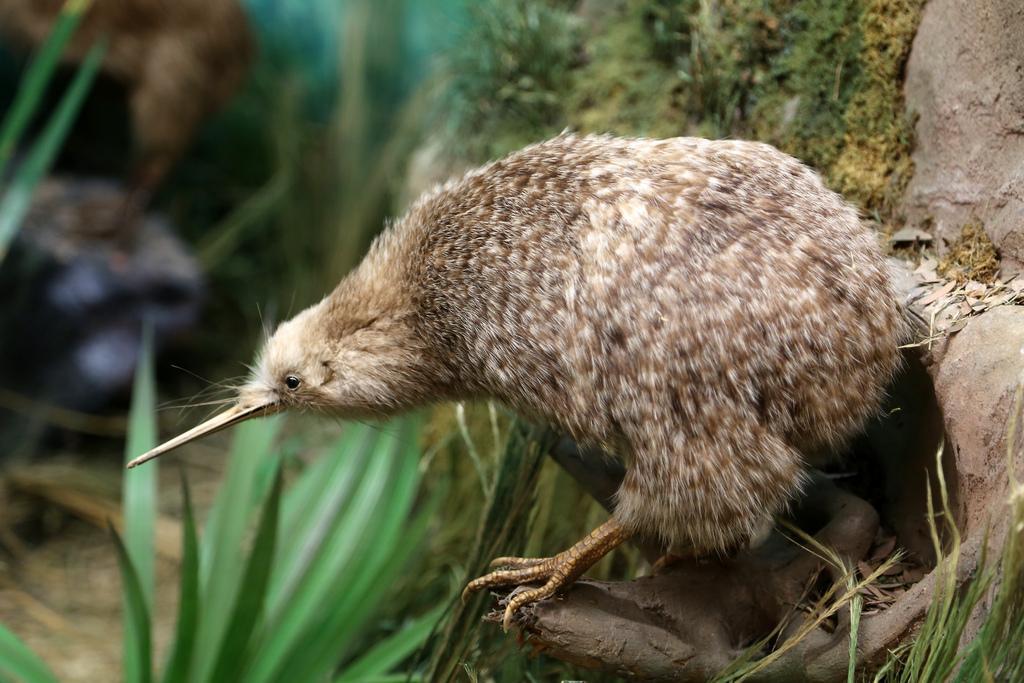 Flightless Birds - 10 Examples With Photos