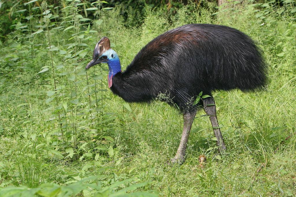 Flightless Birds - 10 Examples With Photos