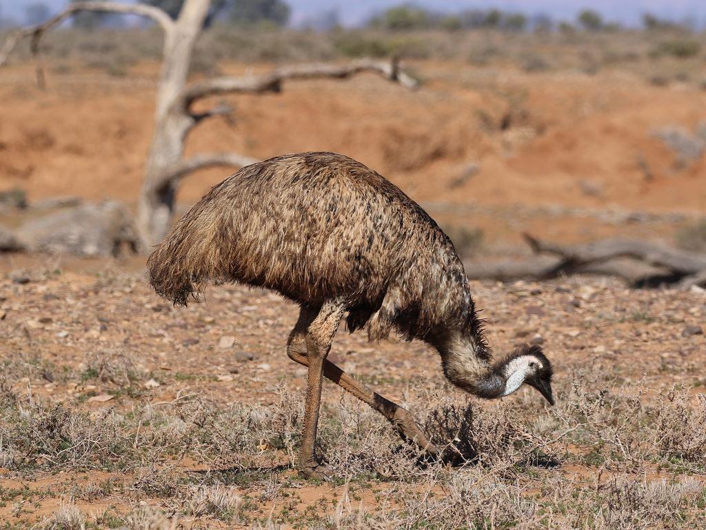 Flightless Birds - 10 Examples With Photos