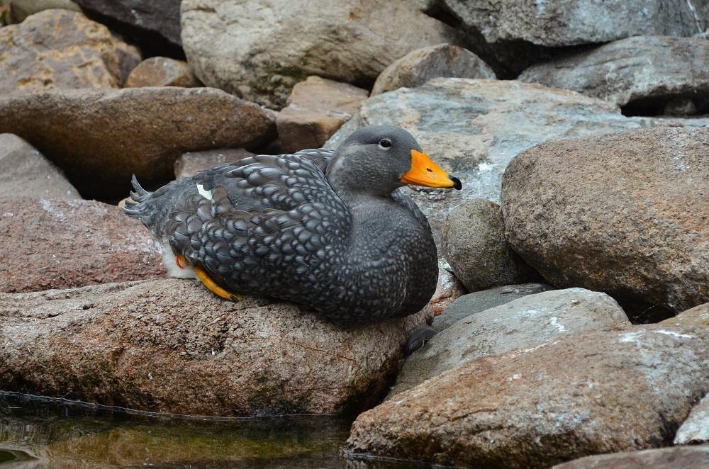 Flightless Birds - 10 Examples With Photos