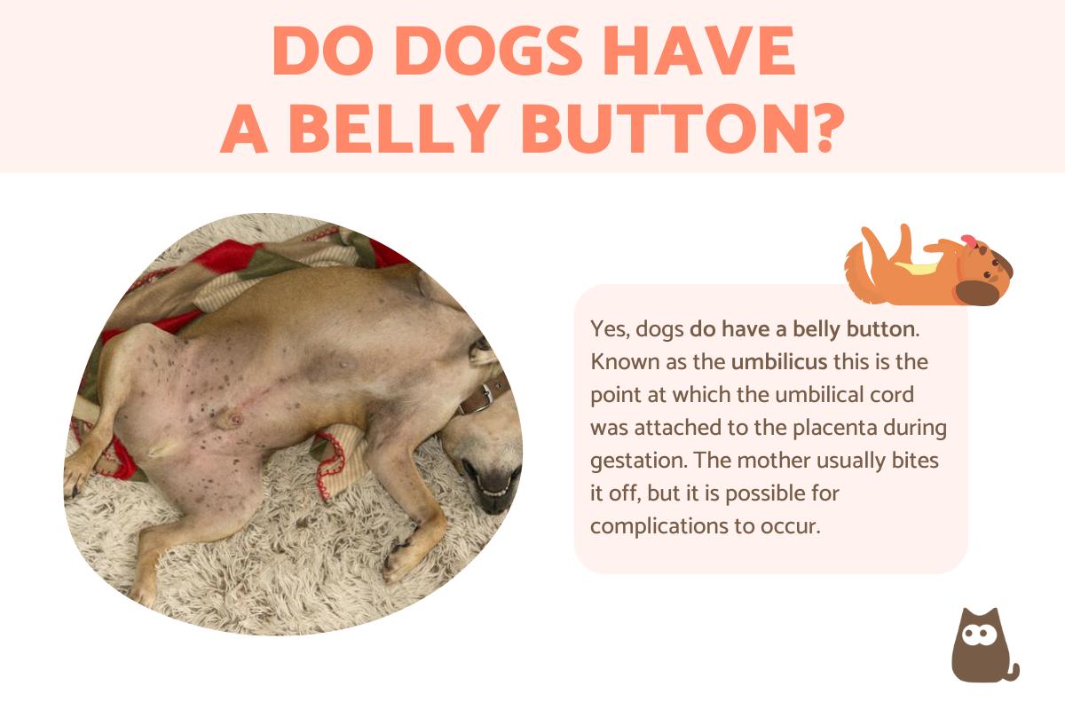 Do Dogs Have a Belly Button? - Canine Umbilicus Location