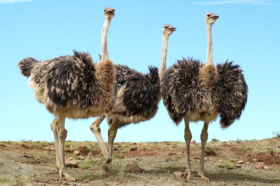 Flightless Birds - 10 Examples With Photos