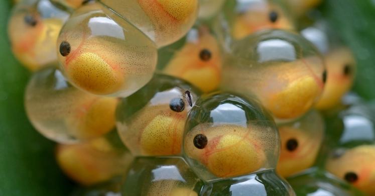 How Long is A Fish Pregnant? - Pregnancy in Fish