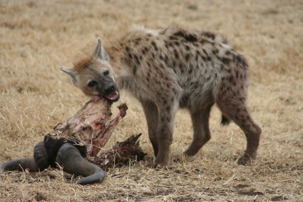 What Do Hyenas Eat? - A Detailed Guide to the Diet of Hyenas