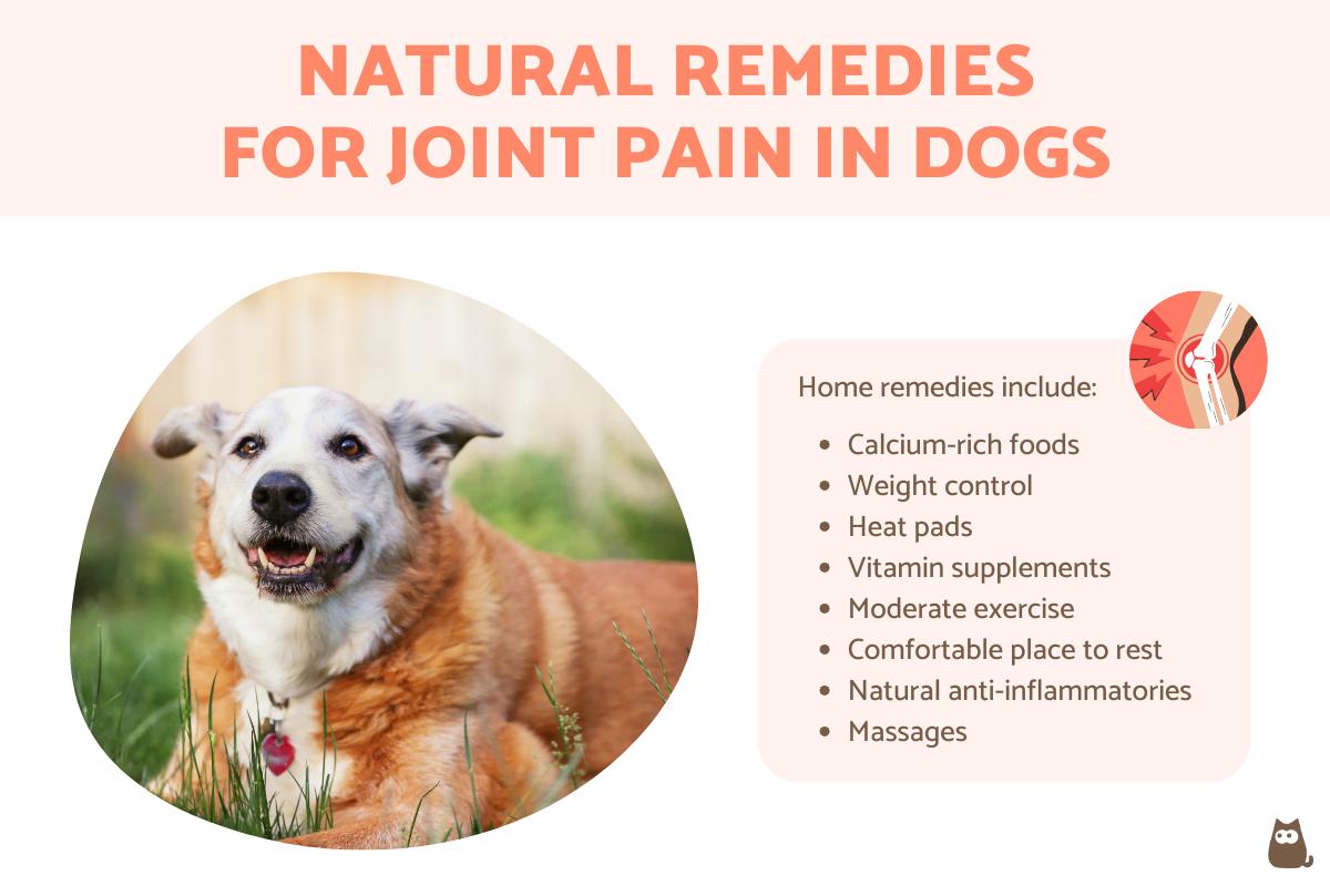 Natural Remedies for Dogs With Joint Pain - Home Treatment Options