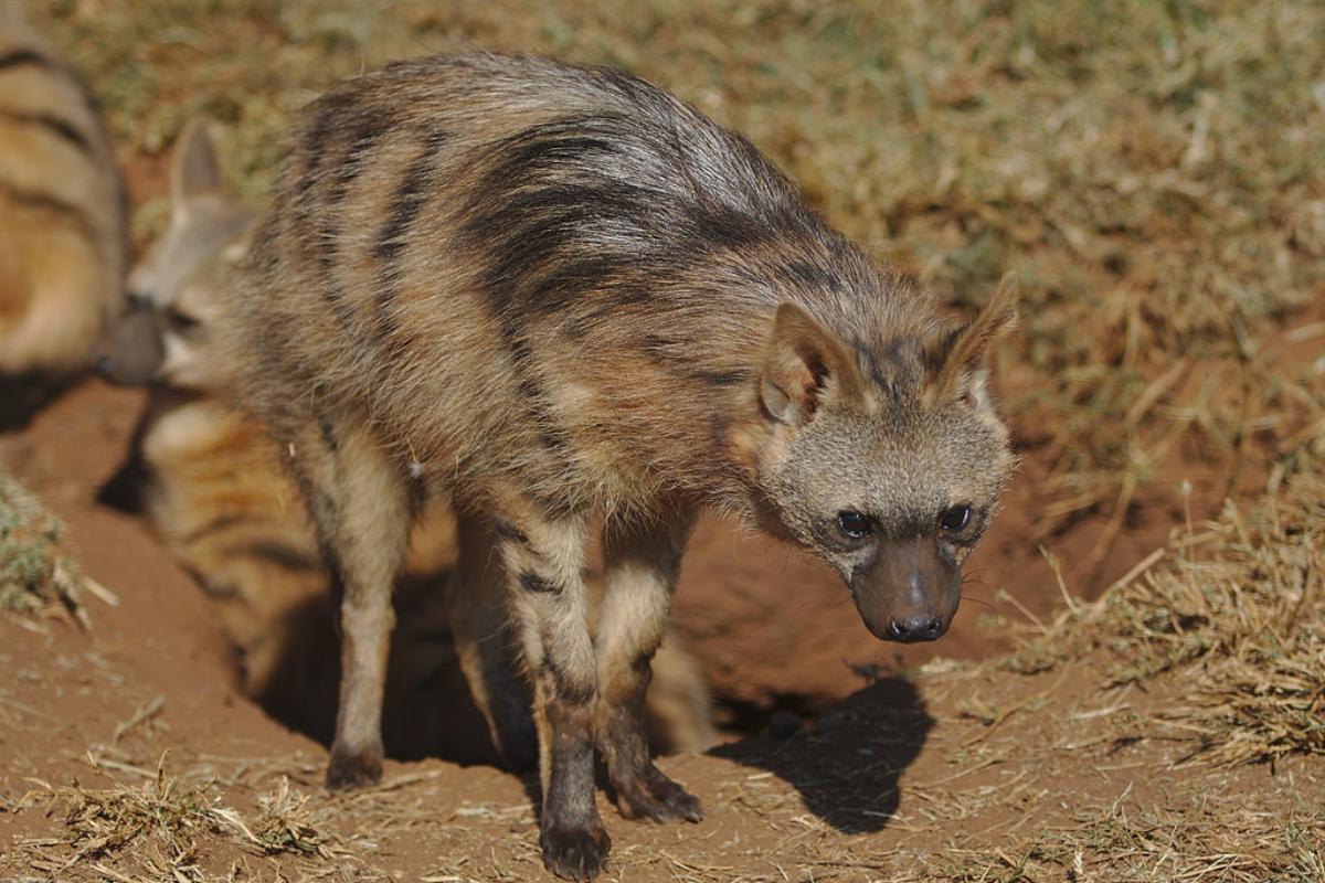 What Do Hyenas Eat? - A Detailed Guide to the Diet of Hyenas