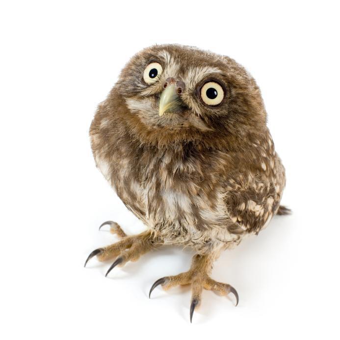 Owls as Pets: Guidelines and General Tips