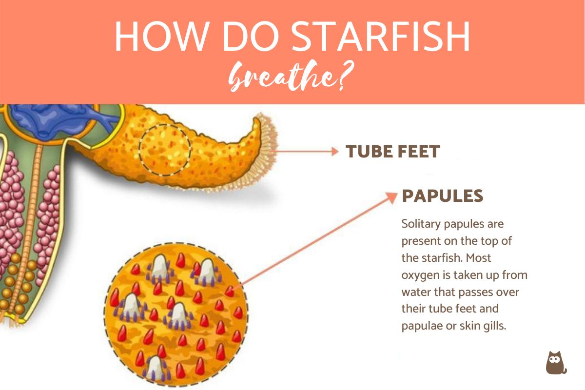 How Do Starfish Breathe? - Underwater and Out of Water!