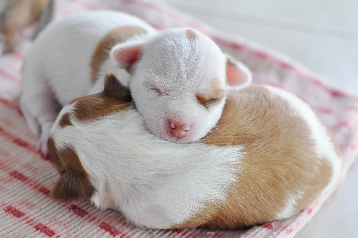 Signs of Fading Puppy Syndrome in Dogs - With Prevention Tips
