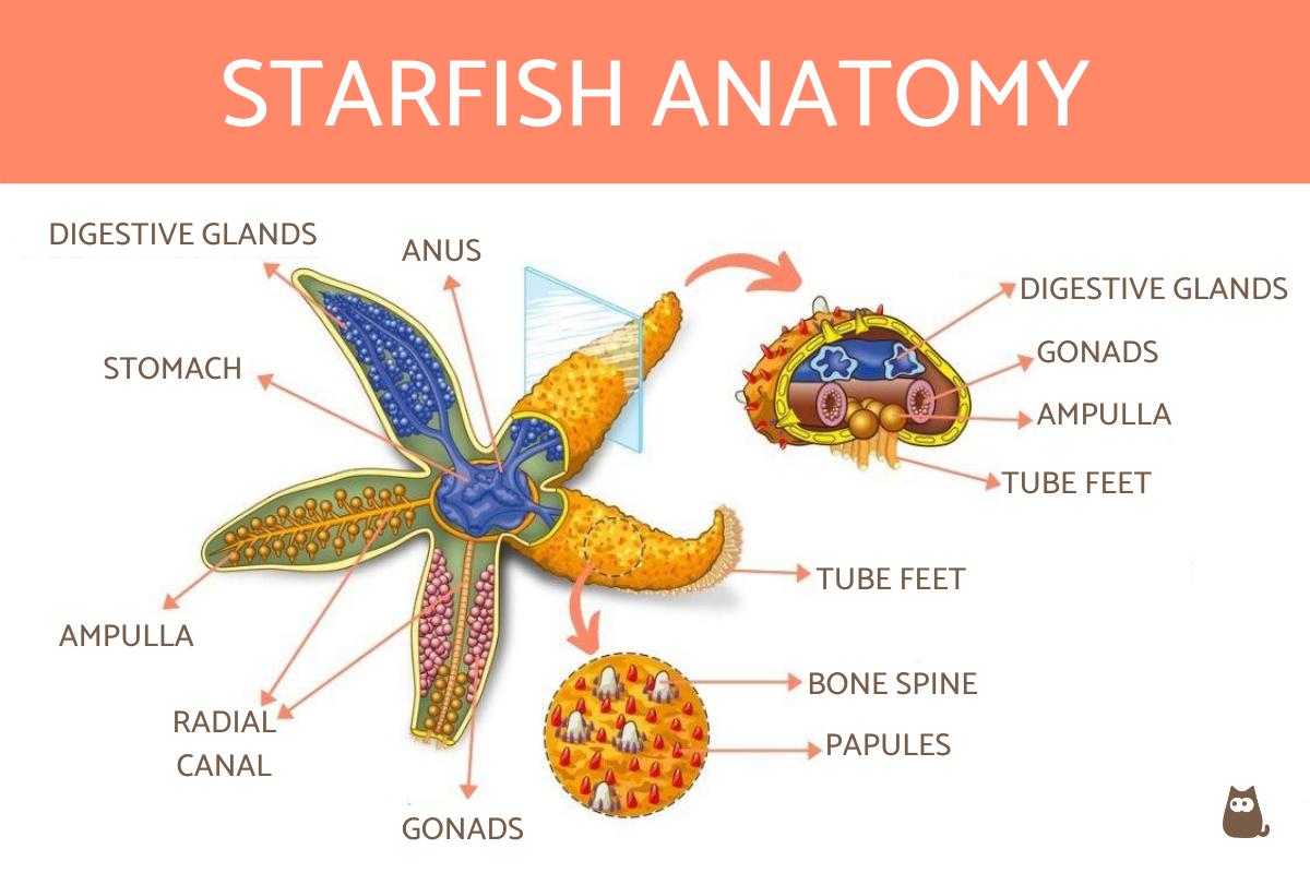 How Do Starfish Breathe? - Underwater and Out of Water!